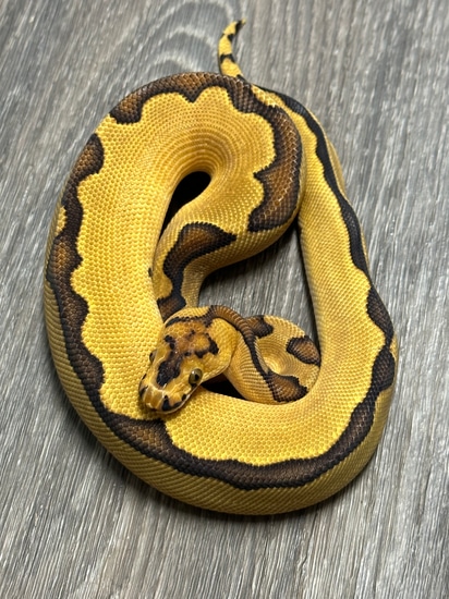 Black Pastel Enchi Red Stripe Gravel / Yellow Belly Clown Ball Python ...