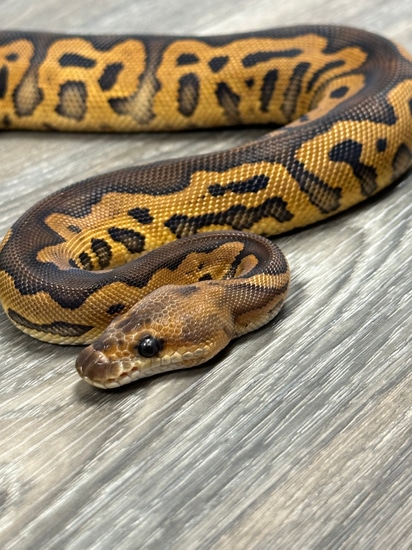Black Pastel Leopard Red Stripe Clown Ball Python by Mazzotta Morphs