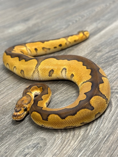 Black Pastel Enchi Wookie Gravel / Yellow Belly Clown Ball Python by ...