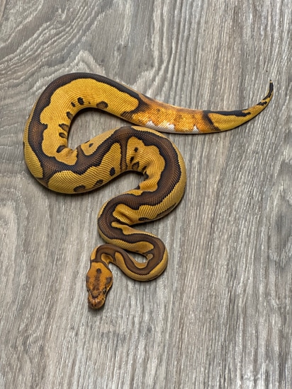 Enchi Leopard Red Stripe Gravel / Yellow Belly Clown Ball Python by Mazzotta Morphs