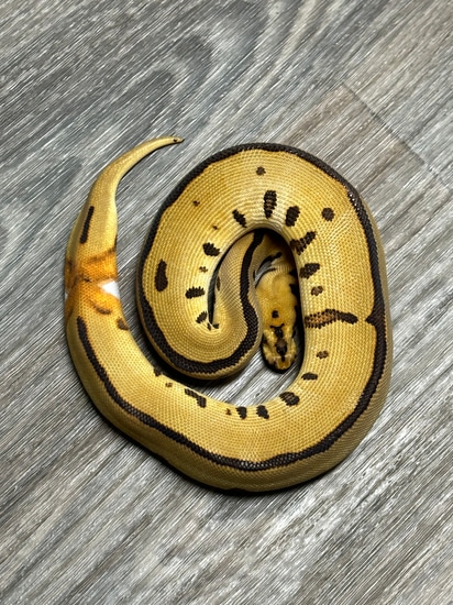 Enchi Batman Ball Python by Mazzotta Morphs