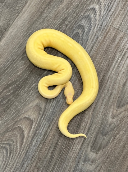 Albino Genetic Stripe 66% VPI Axanthic Ball Python by Mazzotta Morphs