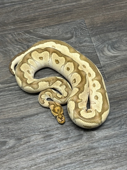 Orange Dream Special Clown Ball Python by Mazzotta Morphs