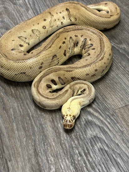 Pastel Batman Ball Python by Mazzotta Morphs