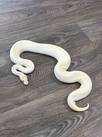 Enchi Pastel Ivory Pied Ball Python by Mazzotta Morphs