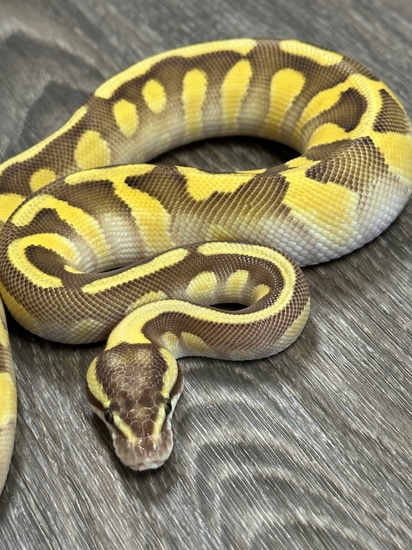 Chocolate Enchi Lesser Desert Ghost (((NO RESERVE))) Ball Python by ...