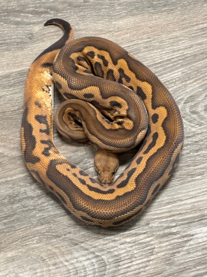 Black Pastel Leopard Wookie Clown (Redstripe) Ball Python by Mazzotta ...