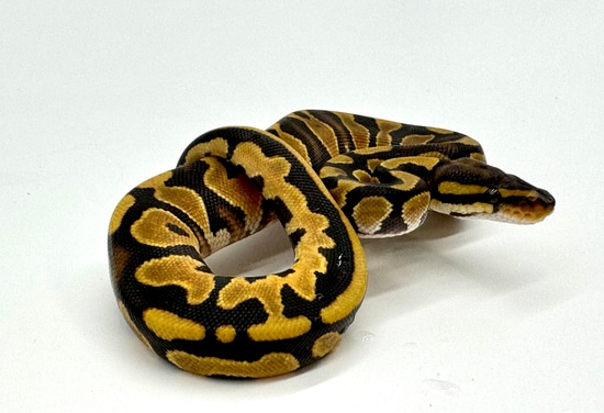 OD Gravel Het DG Ball Python by Mazzotta Morphs