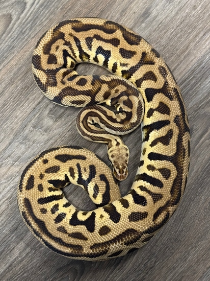 Leopard Pastel Spotnose DH Het Clown Het Genetic Stripe Ball Python by ...