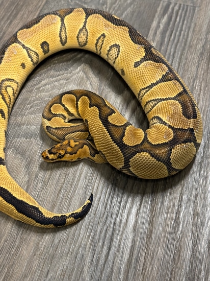 Red Stripe Clown Ball Python by Mazzotta Morphs