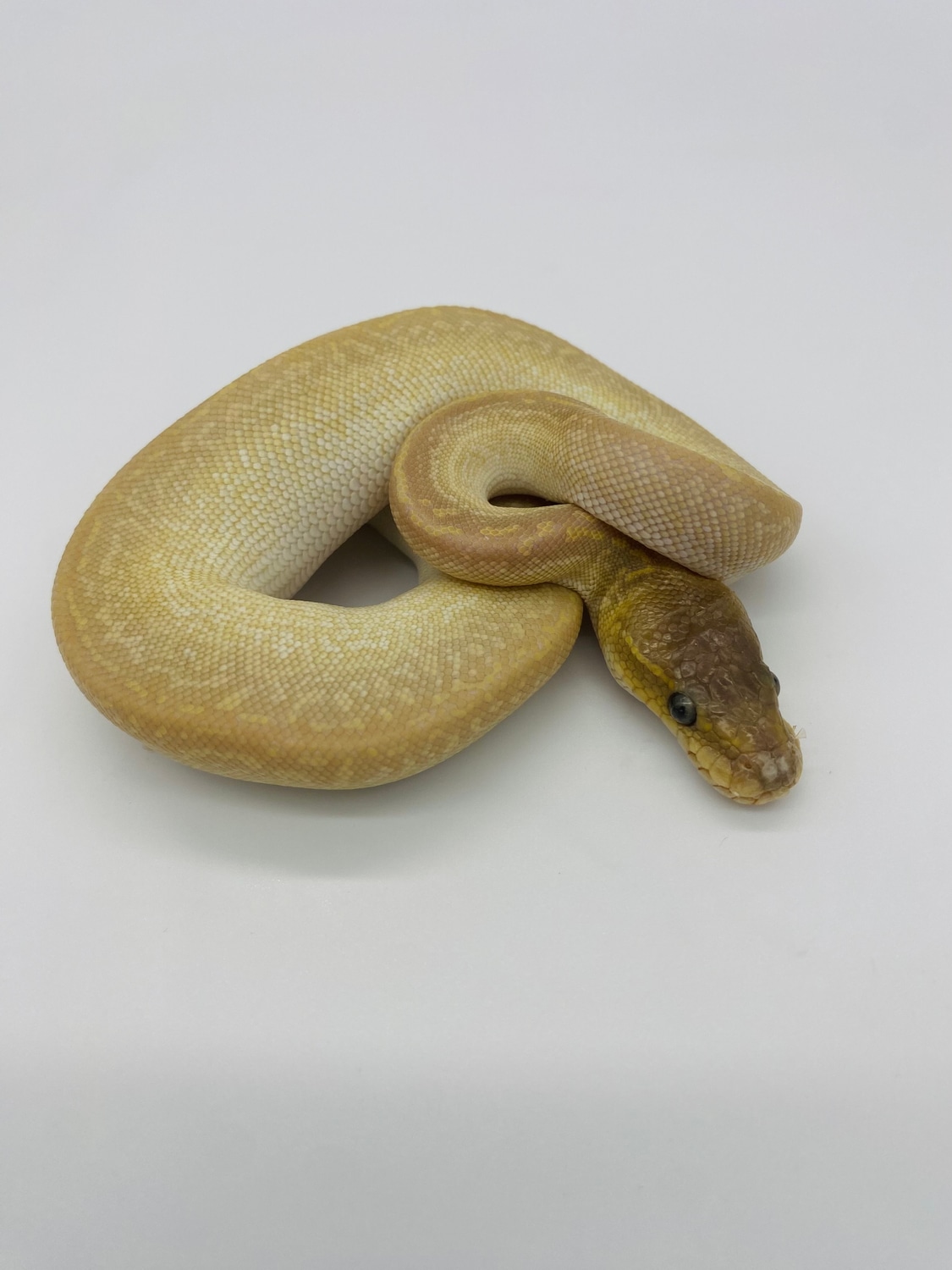 Crystal Monsoon Ball Python By Mba Reptiles Morphmarket