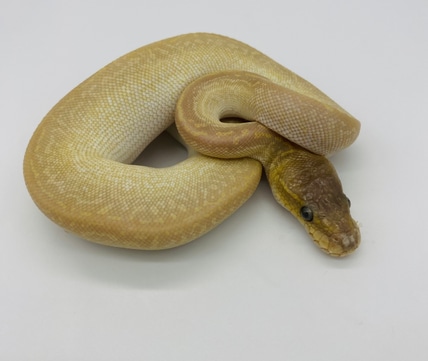 Super Special Monsoon Ball Python by MBA Reptiles - MorphMarket