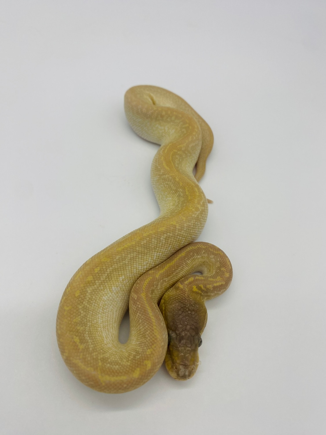 Crystal Monsoon Ball Python by MBA Reptiles - MorphMarket
