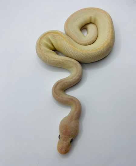 Super Special Monsoon Ball Python by MBA Reptiles