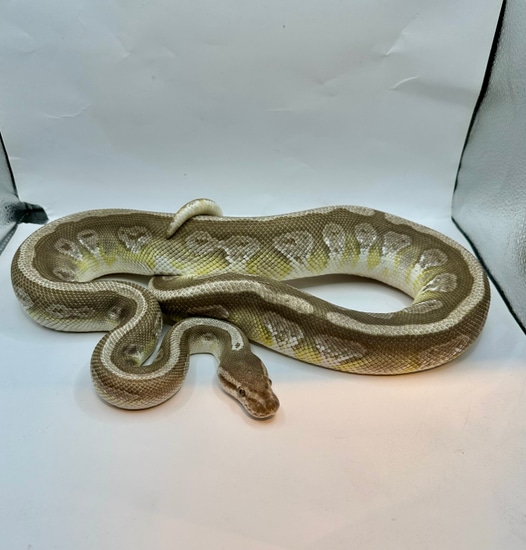 Soul Sucker Ball Python by MBA Reptiles