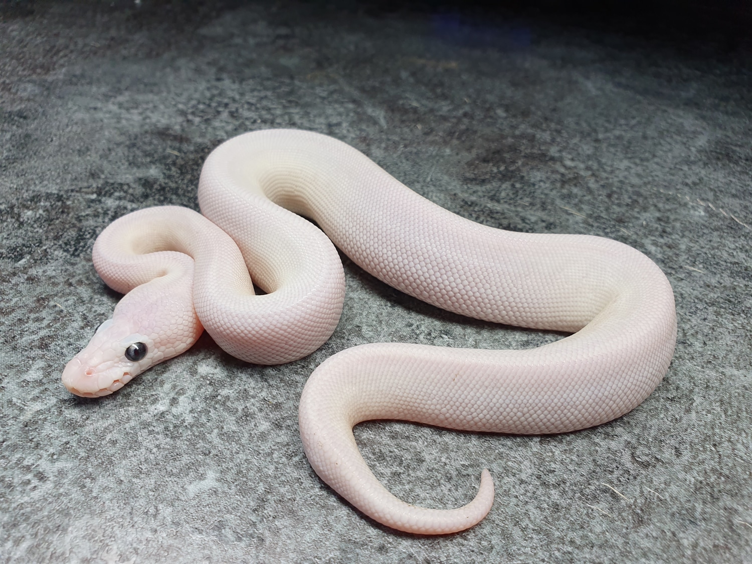 (Karma)Lesser Phantom Pos Leopard Yellowbelly Calico Black Pastel Ball ...