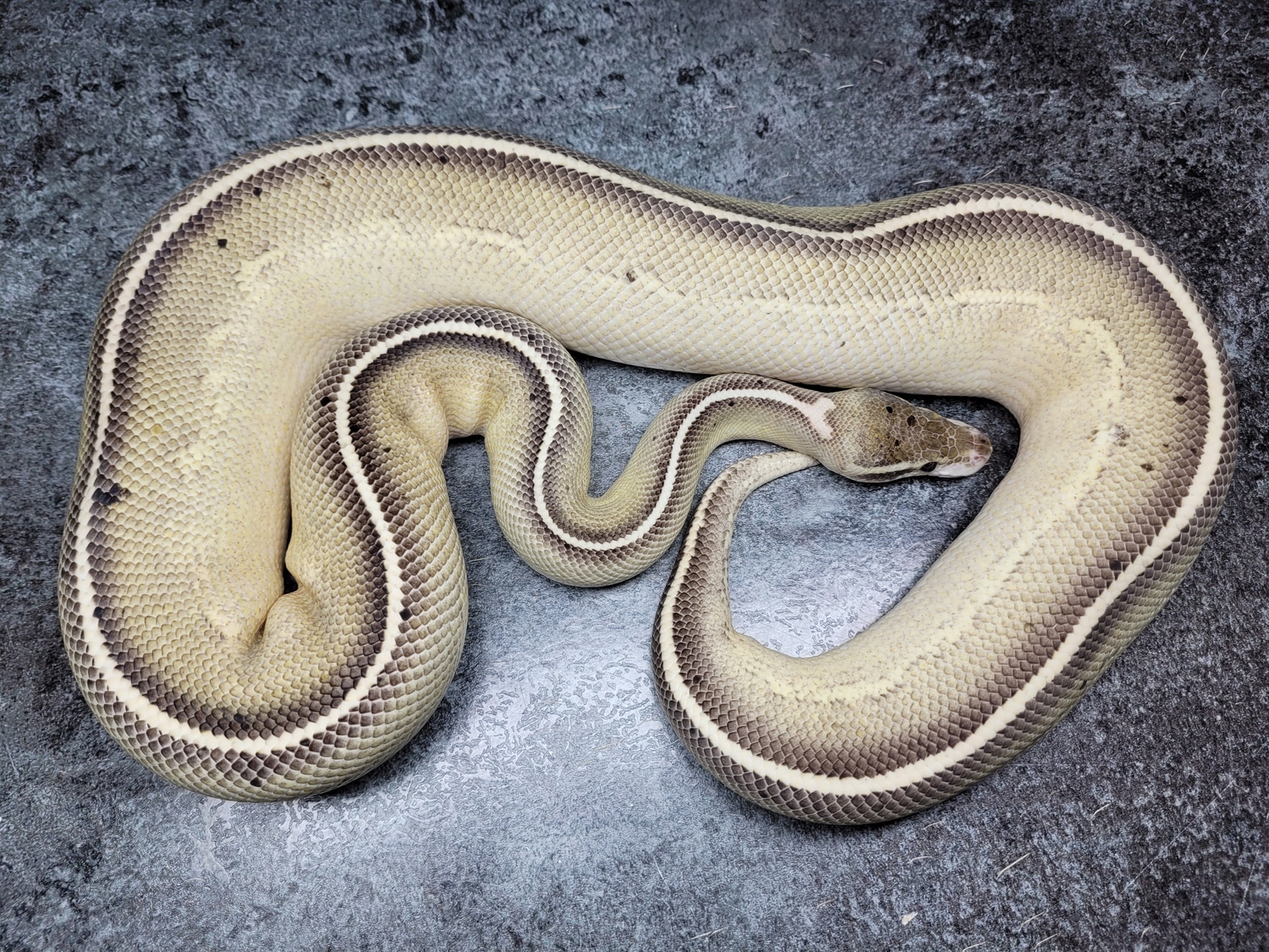 Super Phantom Freeway Ball Python by Mirko Bandl - MorphMarket