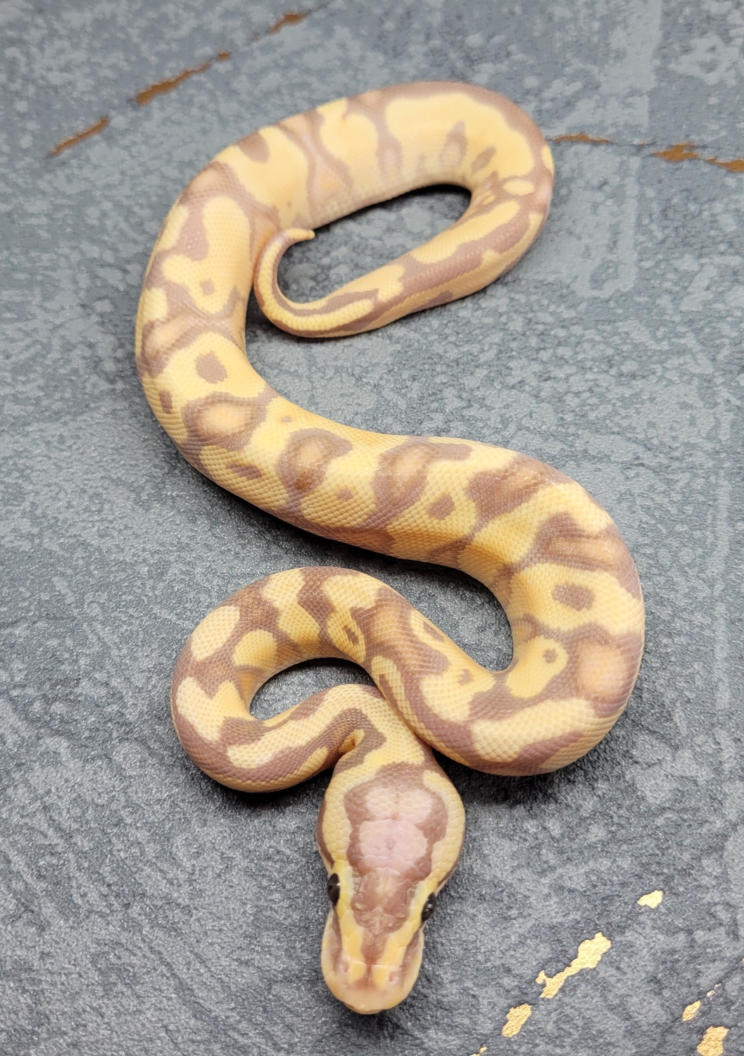 Fire/Pastel Enchi Coral Glow Gravel/YB 100%Het Clown Ball Python by ...