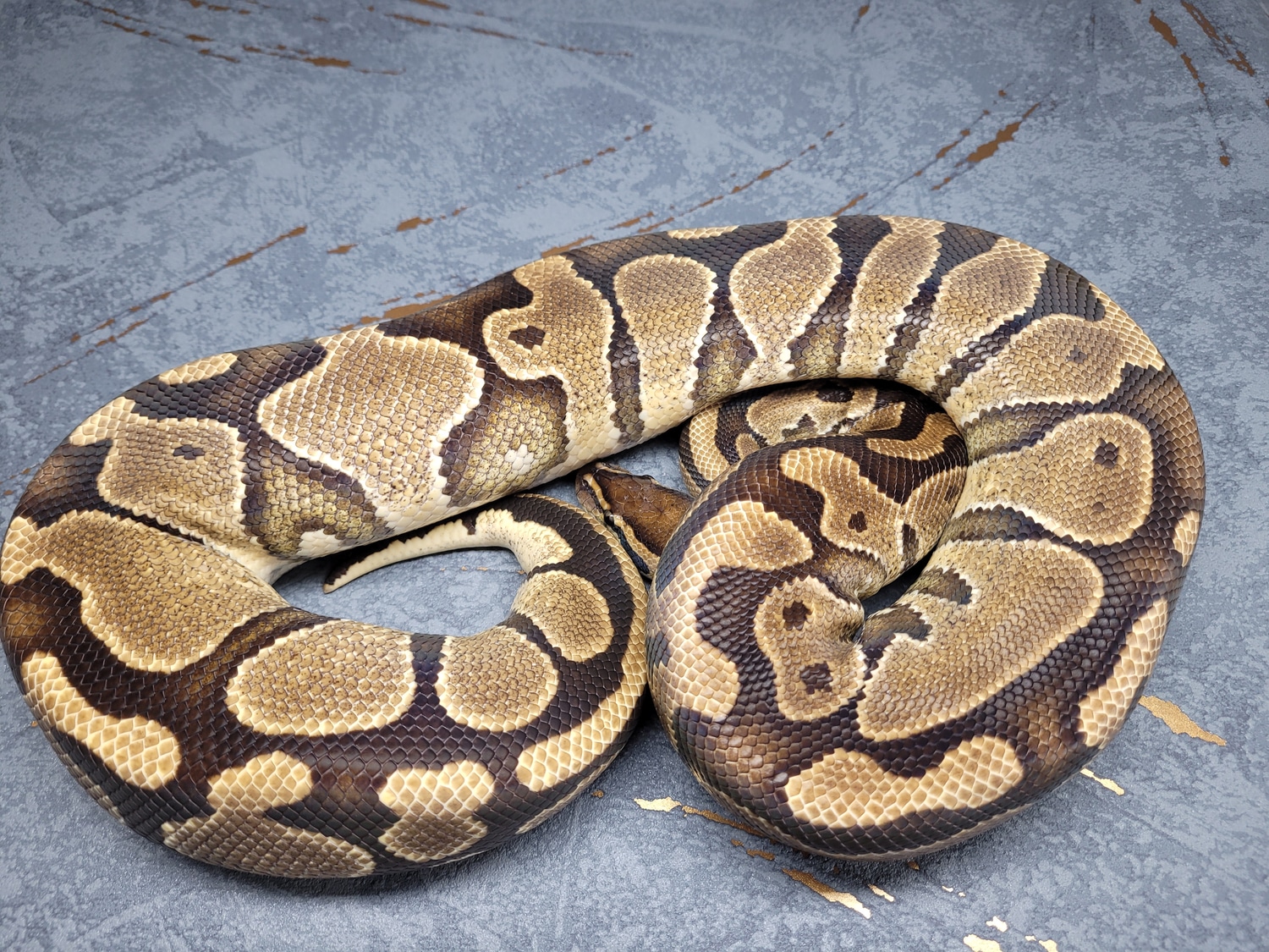 Asphalt Ball Python by Mirko Bandl - MorphMarket