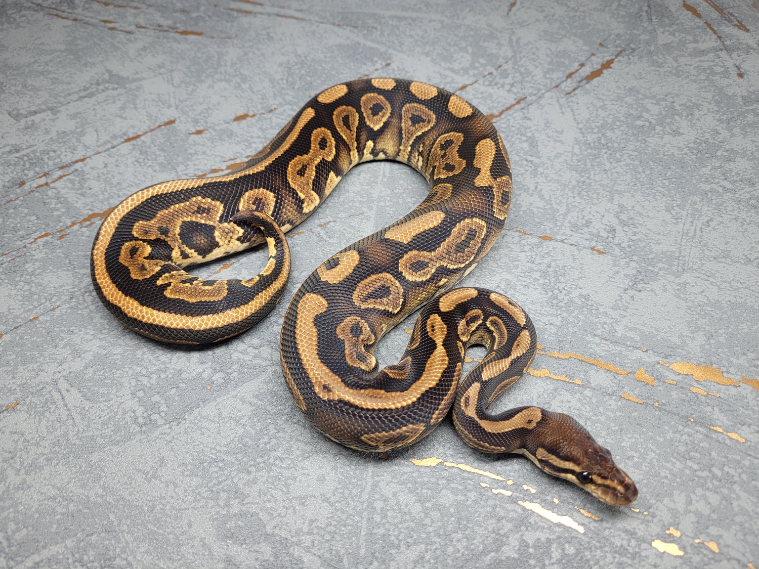 Black Pastel YB 100%Het Albino Pos.Chocolate Ball Python by Mirko Bandl ...
