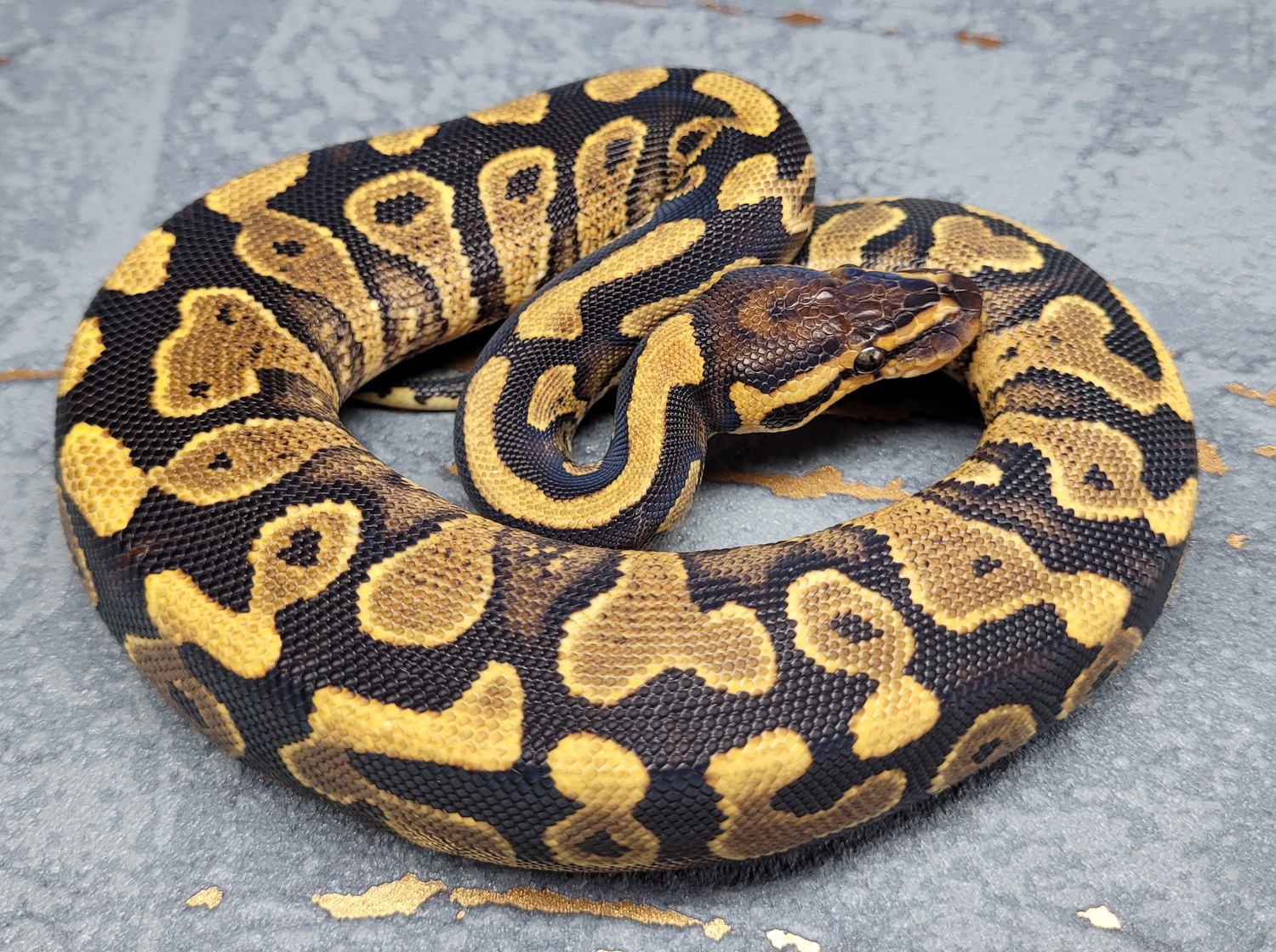 YB/Gravel 100%Het Clown Ball Python by Mirko Bandl - MorphMarket