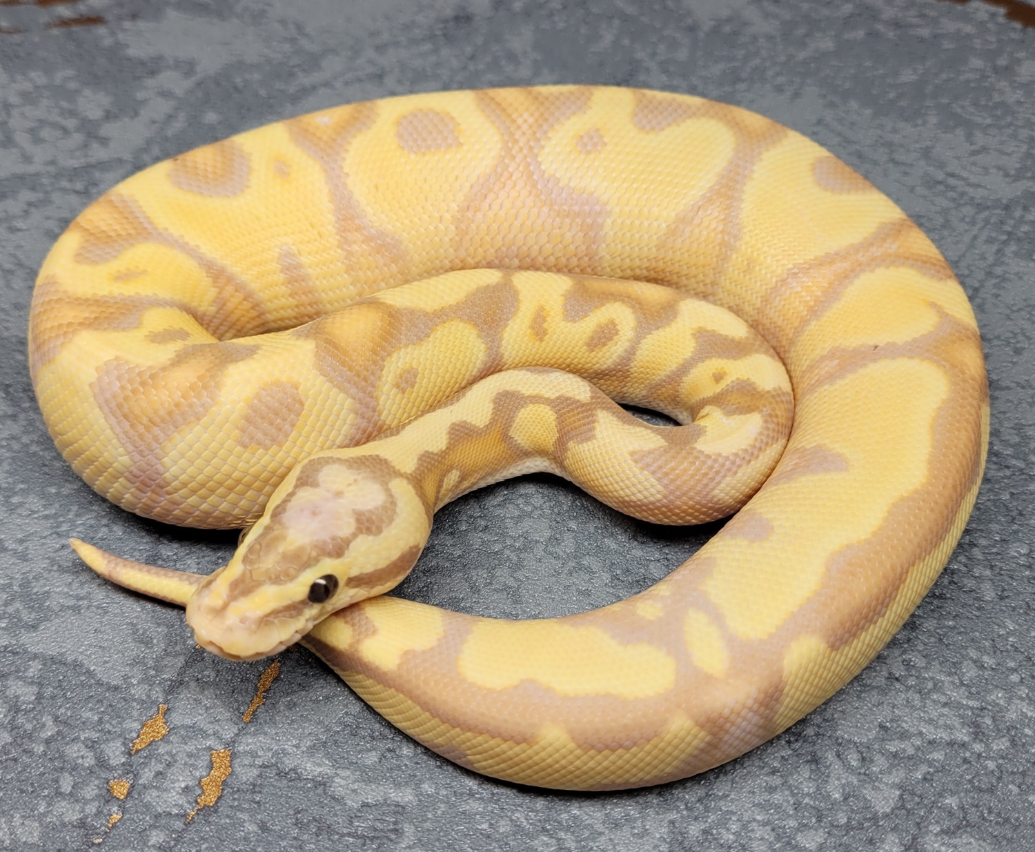 Fire/Pastel Enchi Coral Glow Gravel/YB 100%Het Clown Ball Python by ...