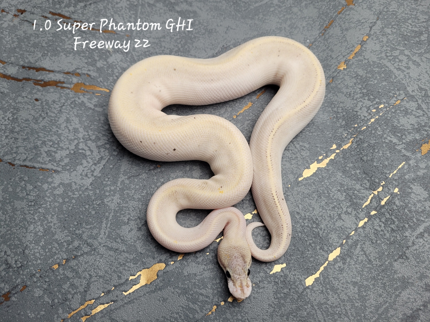 Super Phantom GHI Freeway Ball Python by Mirko Bandl - MorphMarket