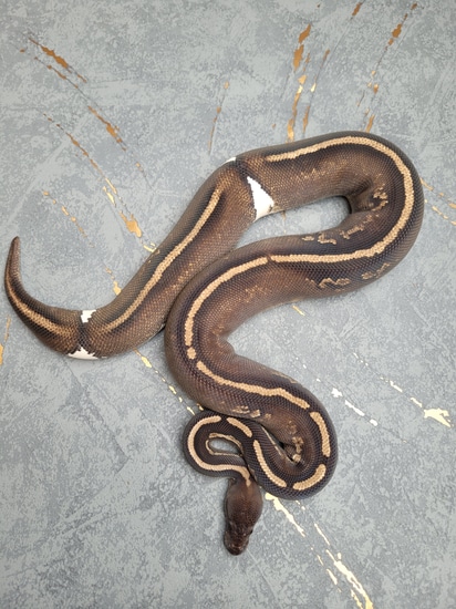 Black Pastel Leopard YB Calico Ball Python by Mirko Bandl