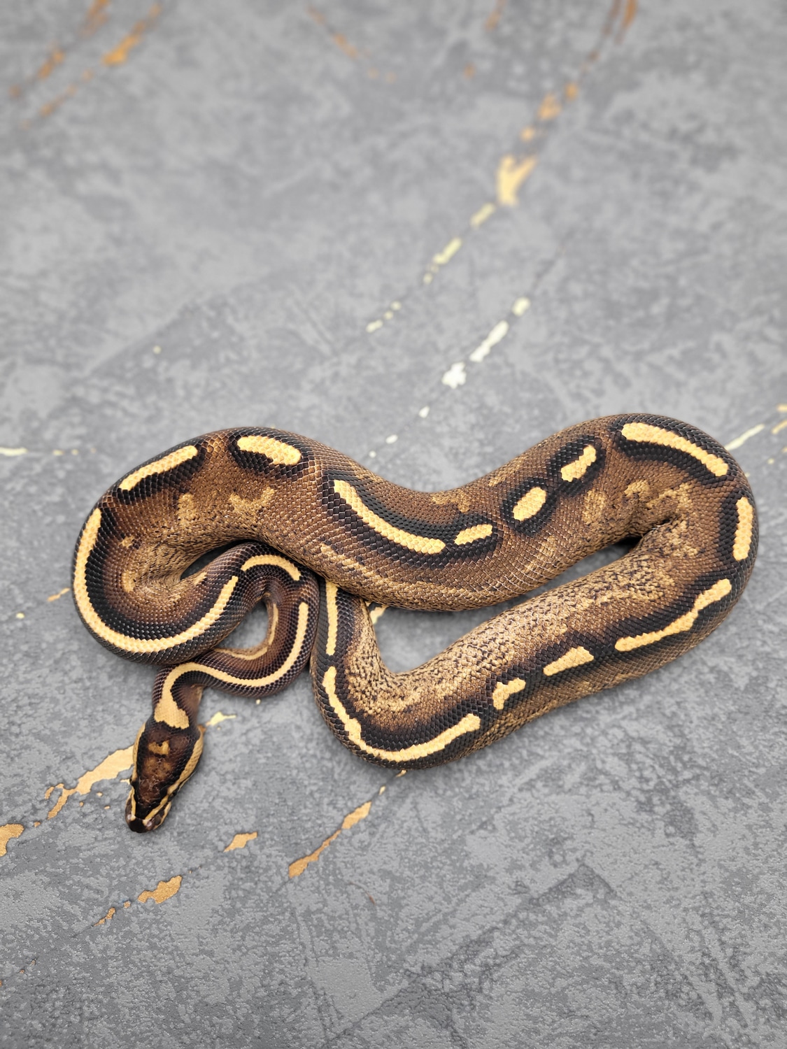 Super Gravel Ball Python by Mirko Bandl - MorphMarket