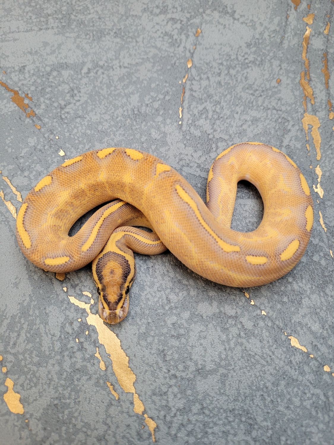 Enchi Highway Het Clown Ball Python by Mirko Bandl - MorphMarket