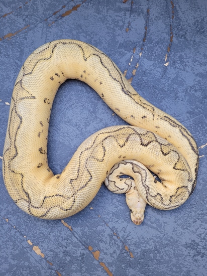Pastel Red Stripe Leopard Clown Ball Python by Mirko Bandl