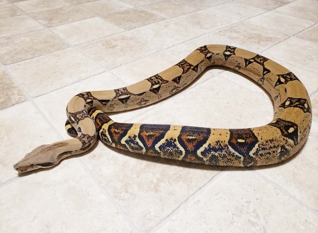 Normal Boa Constrictor by Rat wrecker reptiles - MorphMarket