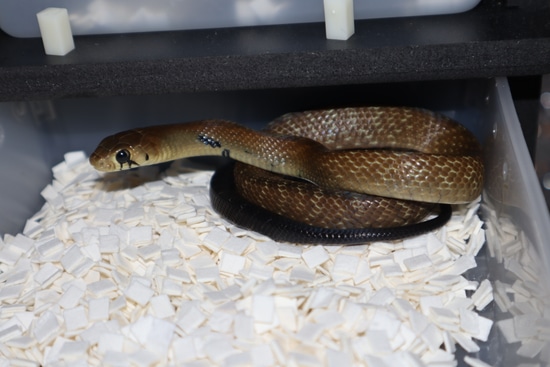 Pair Blacktail Cribos Cribo & Indigo Snakes by Rat wrecker reptiles