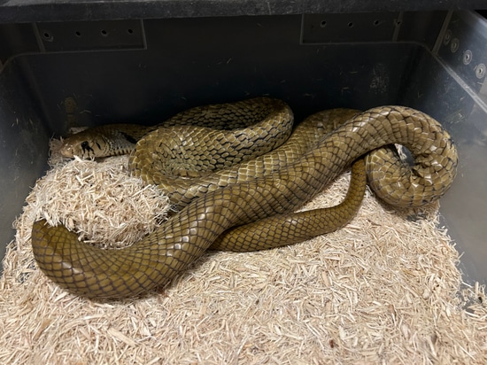 Unicolor Cribo Adult Female Cribo & Indigo Snakes by Rat wrecker reptiles