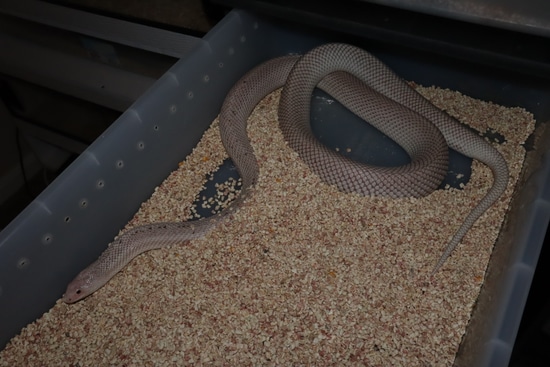 Patternless Het Lucy Pine Snake by Rat wrecker reptiles
