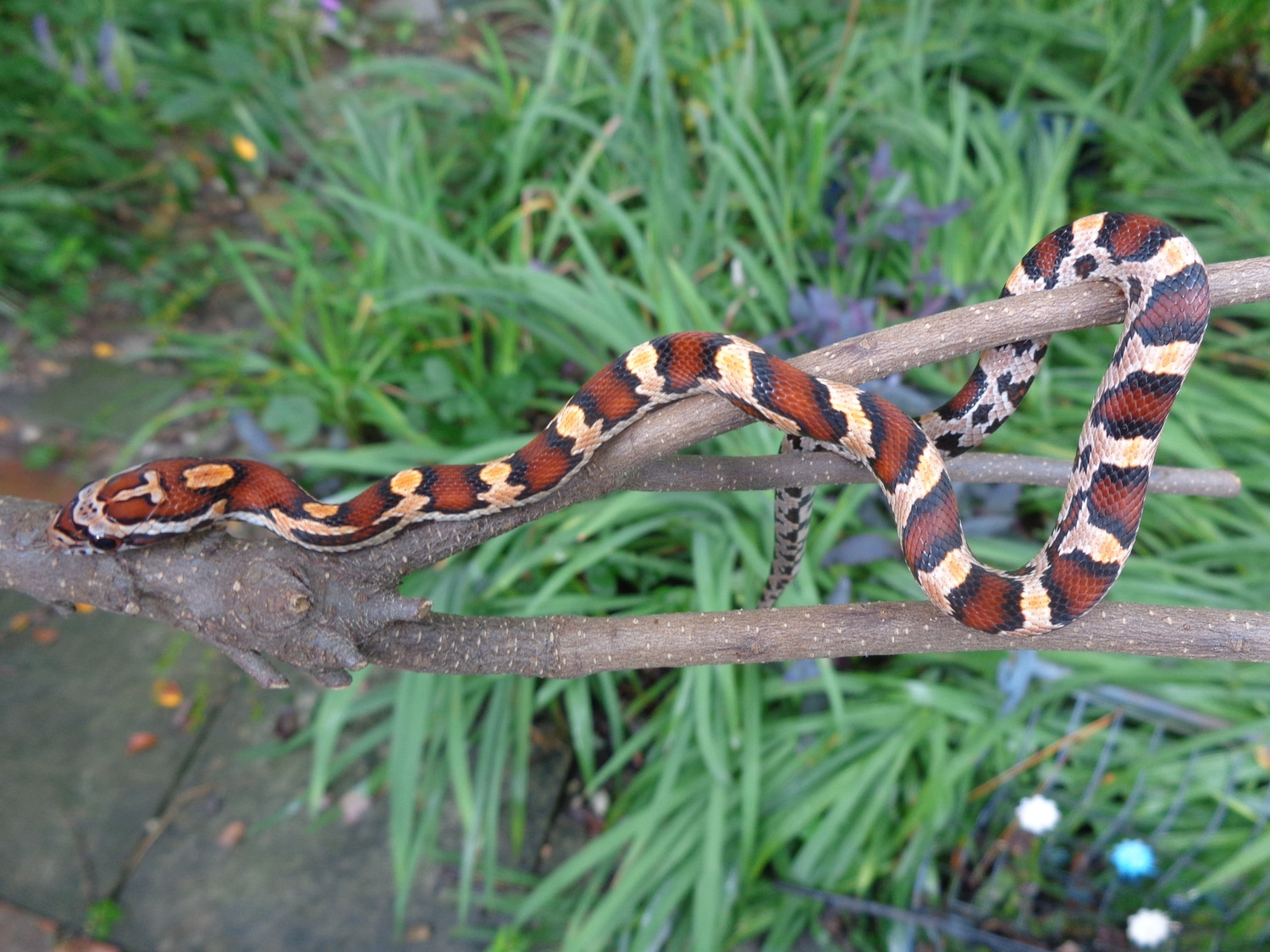 Beautiful 2023 Pure Abbott Okeetee Male Corn Snake by Okee-Dokee Corns ...
