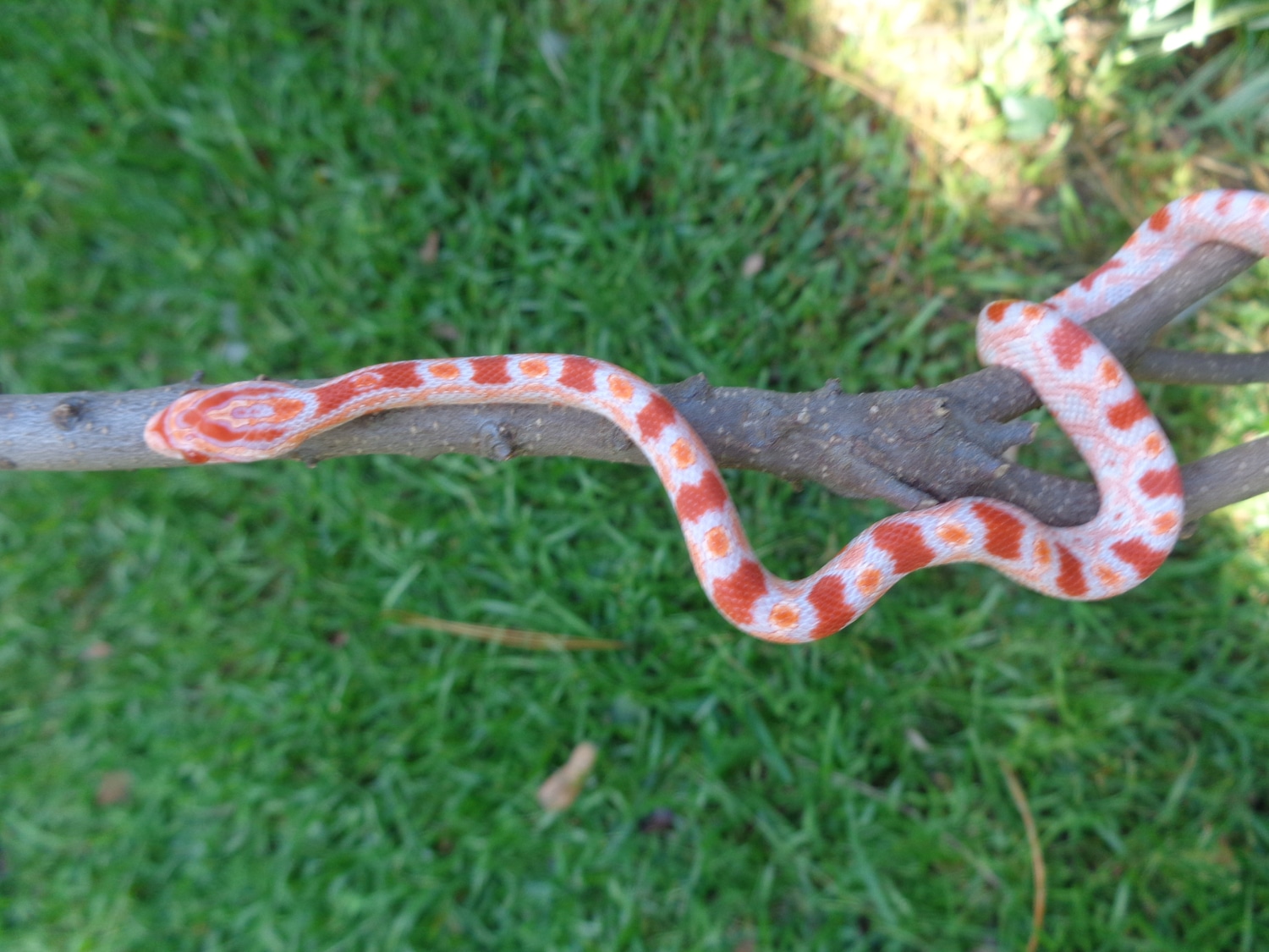 Beautiful 2023 Extreme Reverse Okeetee Female Corn Snake by Okee-Dokee ...