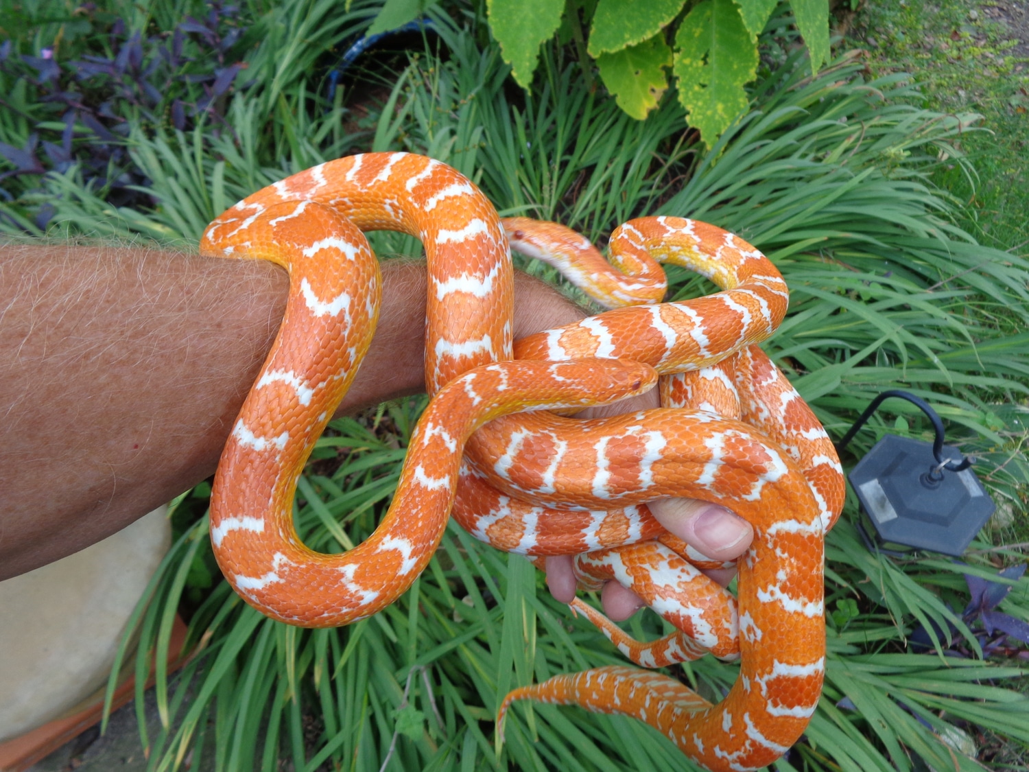 2017 Extreme Reverse Okeetee Proven Pair Corn Snake by Okee-Dokee Corns ...