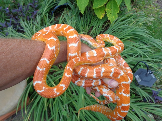 2017 Extreme Reverse Okeetee Proven Pair Corn Snake by Okee-Dokee Corns