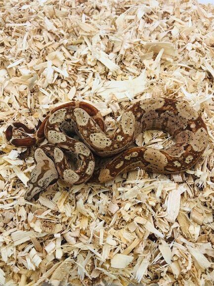 Salmon Hypo Het Leopard Sonoran Boa Boa Constrictor by Bula Boas ...