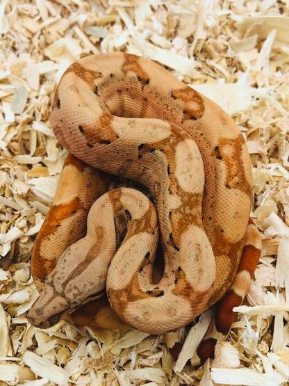 Salmon Hypo Het Leopard Sonora Boa Boa Constrictor by Bula Boas ...