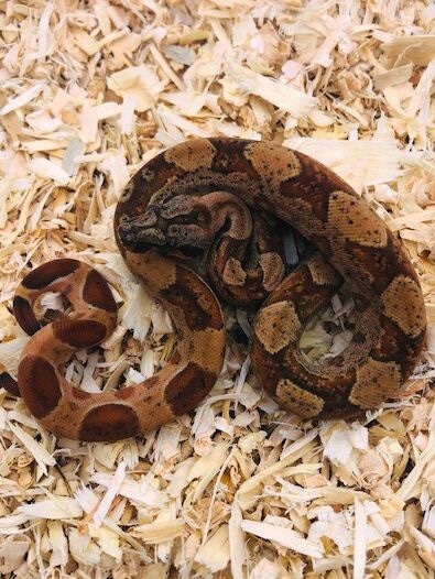 Salmon Hypo Het Leopard Sonora Boa Boa Constrictor by Bula Boas ...