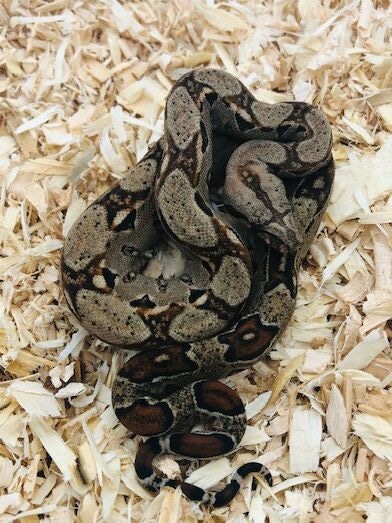 Sonora Boa 100% Het Leopard Boa Constrictor by Bula Boas - MorphMarket