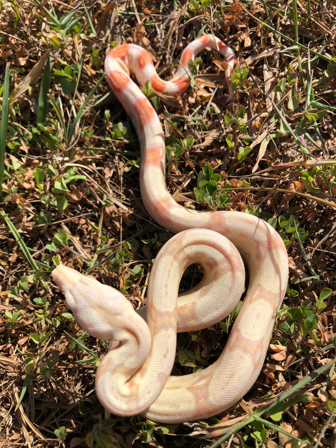 Kahl Albino Boa Boa Constrictor by Bula Boas - MorphMarket