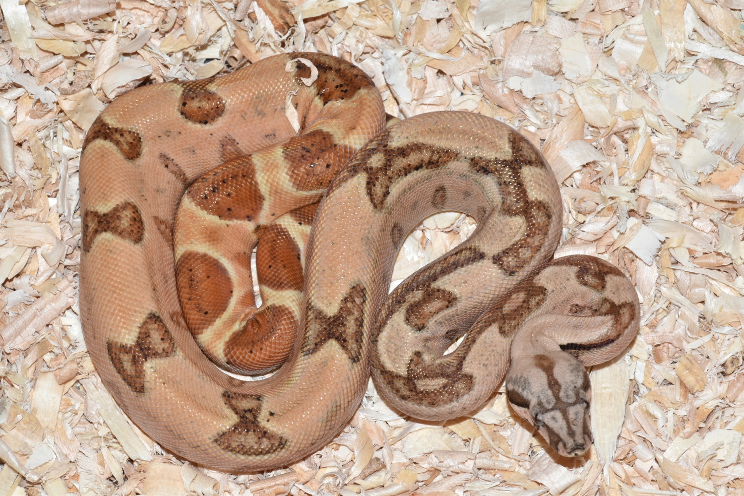 Salmon Hypo Het Leopard Sonoran Boa Boa Constrictor by Bula Boas ...