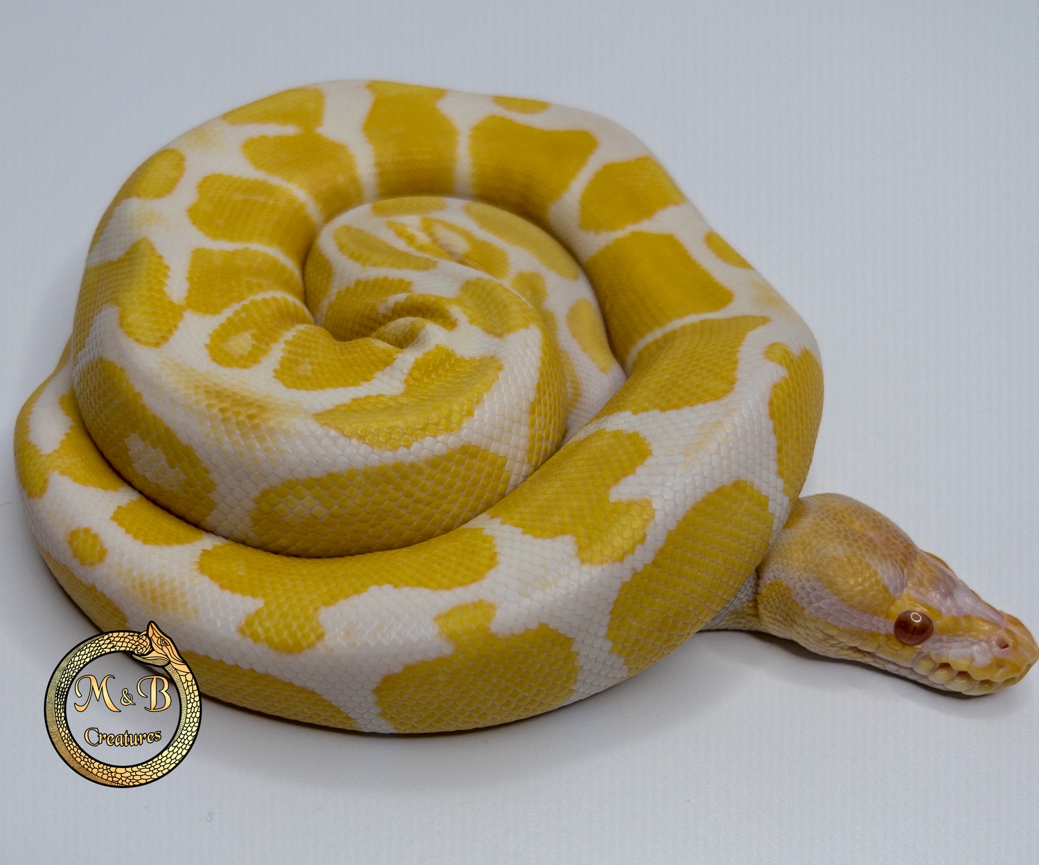 Albino Genetic Black Back Ball Python by M & B Creatures - MorphMarket