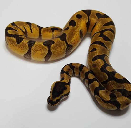 Super Enchi Ball Python by MB Exotics