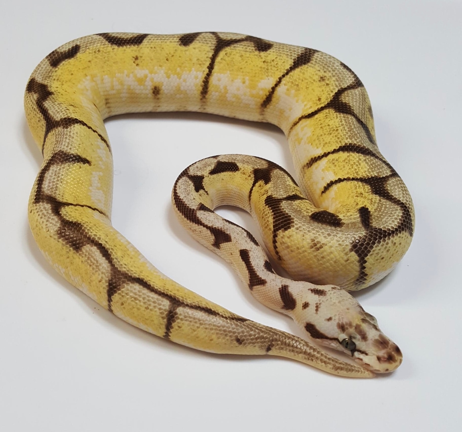 Super Pastel Vanilla Spider Ball Python by MB Exotics - MorphMarket