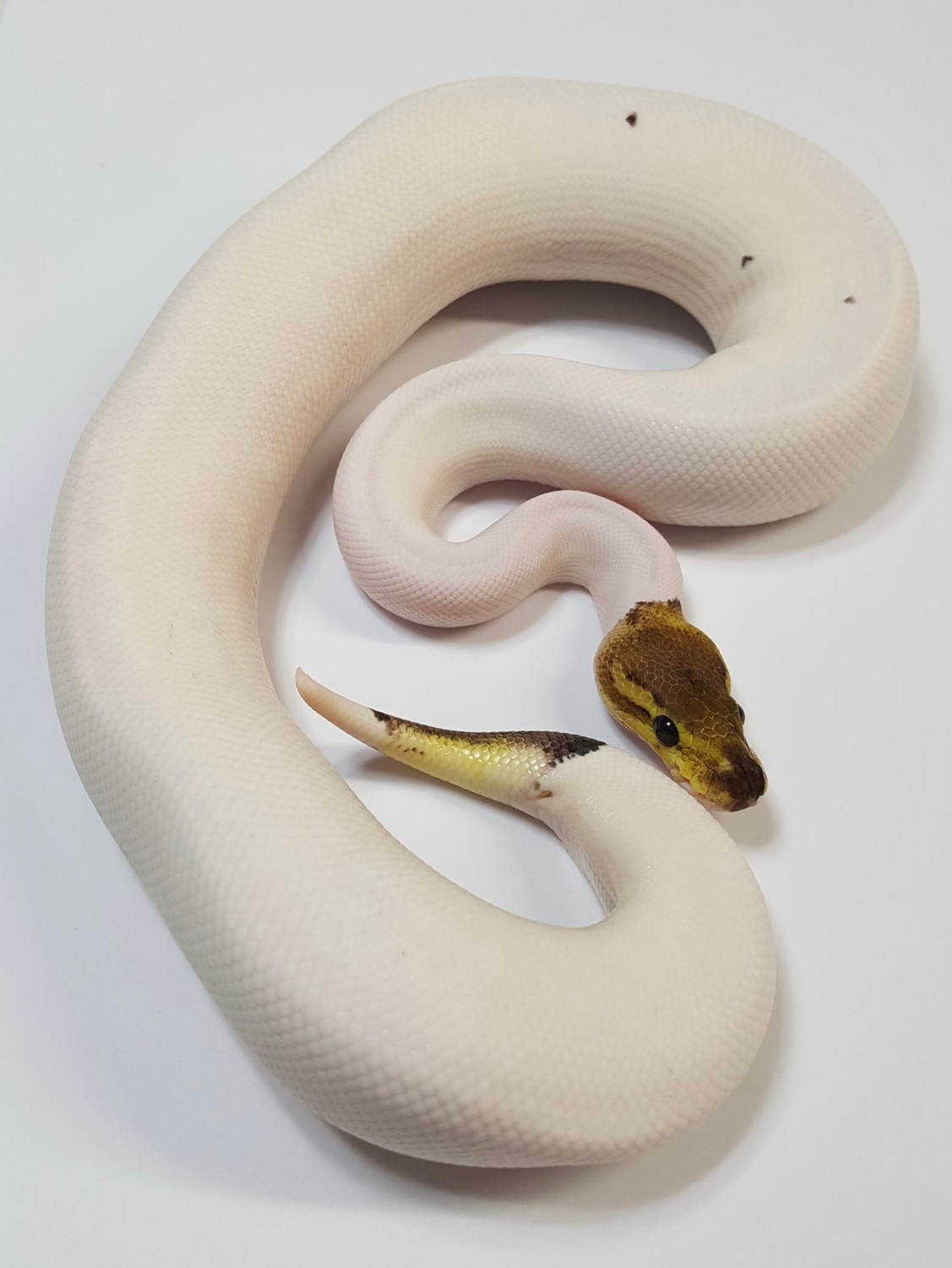 Pewter Pied Ball Python by MB Exotics - MorphMarket