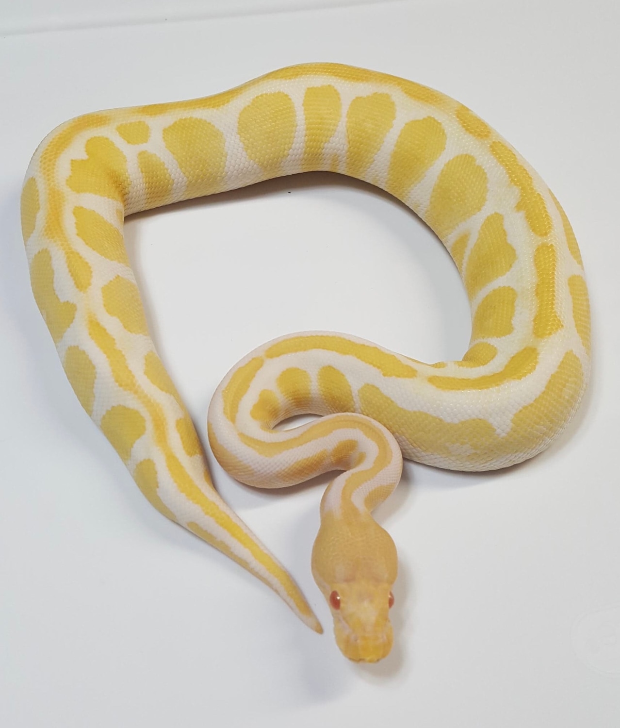 Black Pastel Mahogany Albino Ball Python by MB Exotics - MorphMarket